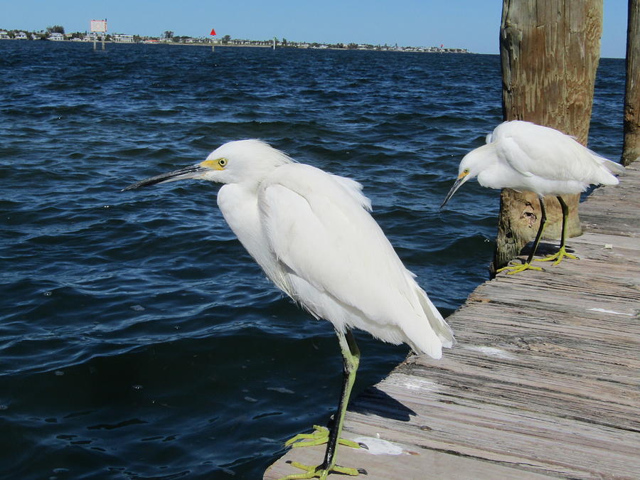 Snowy White Egrets Fish Stalking Photograph by Captured by Trina M ...