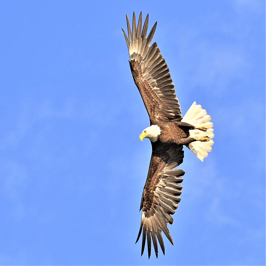 Soar Like an Eagle Photograph by Janarie Ramelli - Pixels