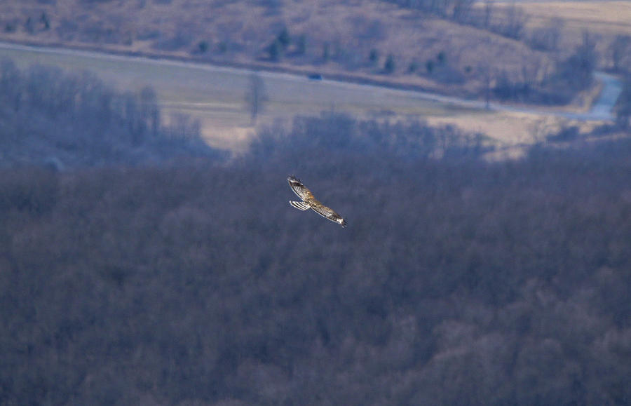 Soaring Away Photograph by David Kipp - Fine Art America