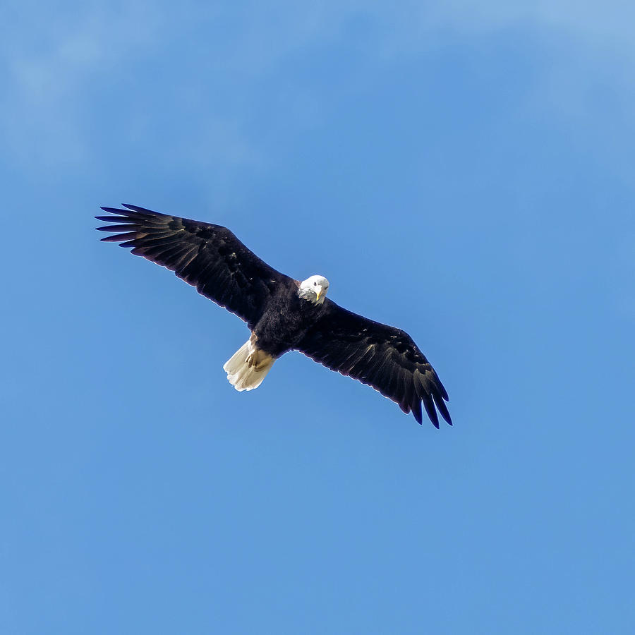 Soaring Bald Eagle.... Photograph by David Choate | Pixels