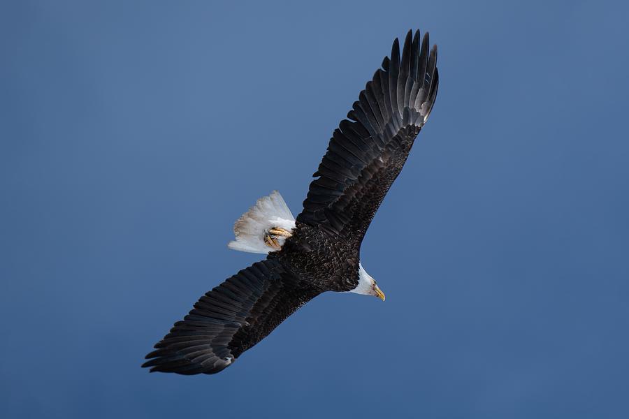 Soaring Eagle Photograph by Robert Cochran - Fine Art America