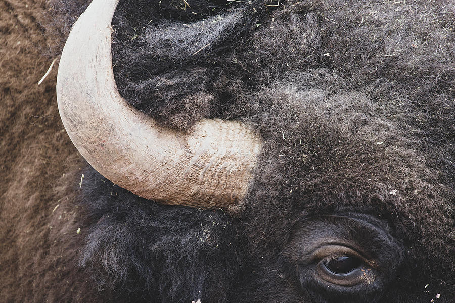 Soft Bison Photograph by Daniel Lim - Fine Art America