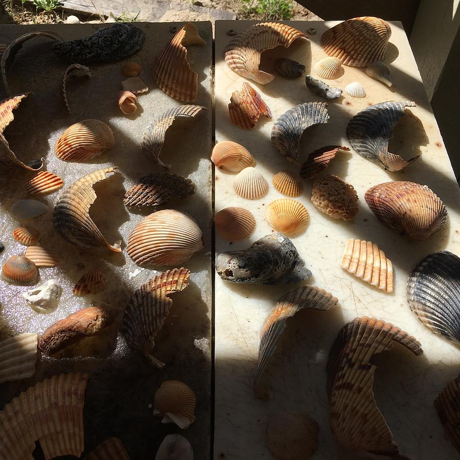 Some Shells Photograph by AJ Wright - Fine Art America