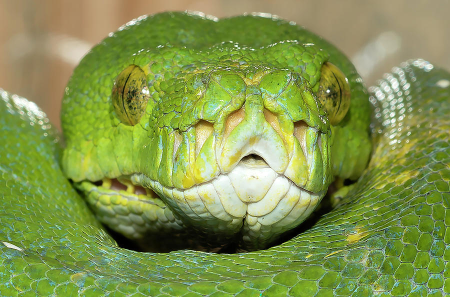 Sorong Green Tree Python Pyrography by Michael Bonanza - Fine Art America