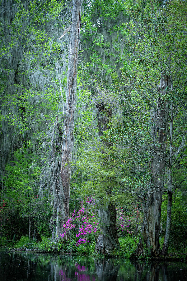 Southern Swamp Photograph by Tim Bloomquist - Fine Art America