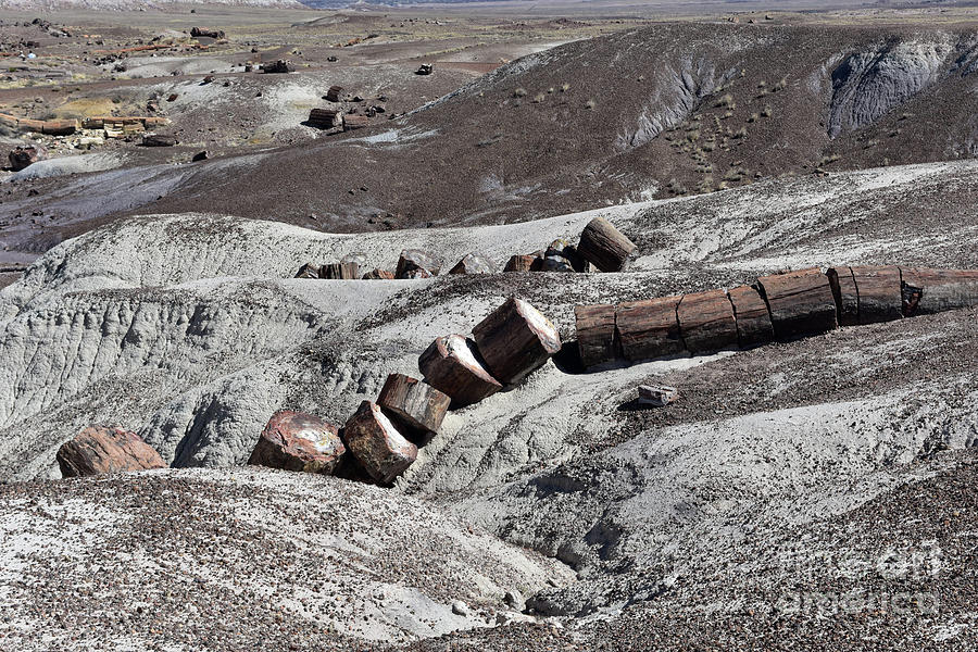 Southwestern Arizona Desert Landscape with Petrified Logs Photograph by ...