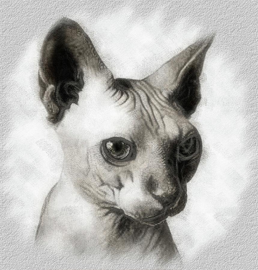 Sphynx Cat Pencil Sketching Digital Art by Bob Smerecki - Fine Art America