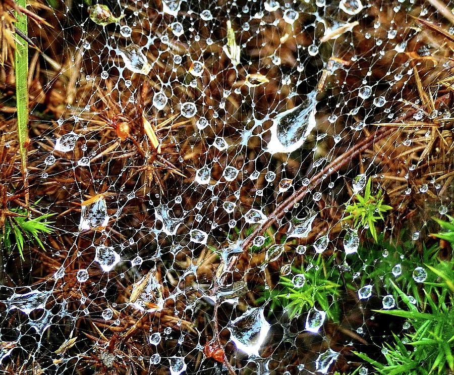 Spider's diamonds Photograph by Fanny Moreau | Fine Art America