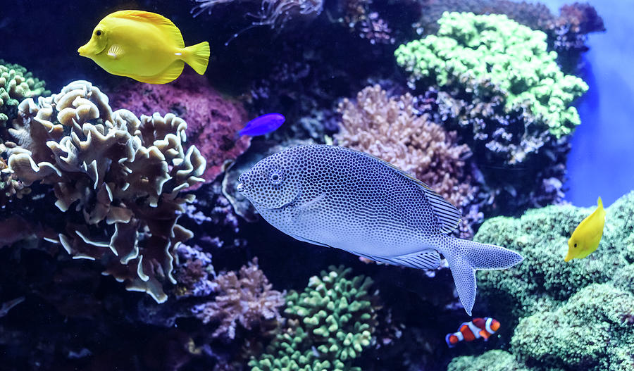 Spinefoot Rabbitfish Photograph by David A Litman - Fine Art America