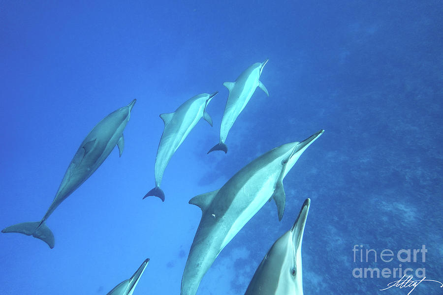 Spinner Dolphin Pod Photograph by Meg Leaf - Fine Art America