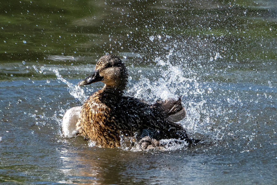 Splash Time Photograph by Sharon Gucker - Fine Art America