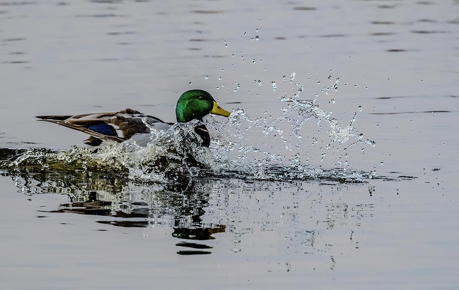 Splashdown Photograph by Brian Shoemaker - Fine Art America