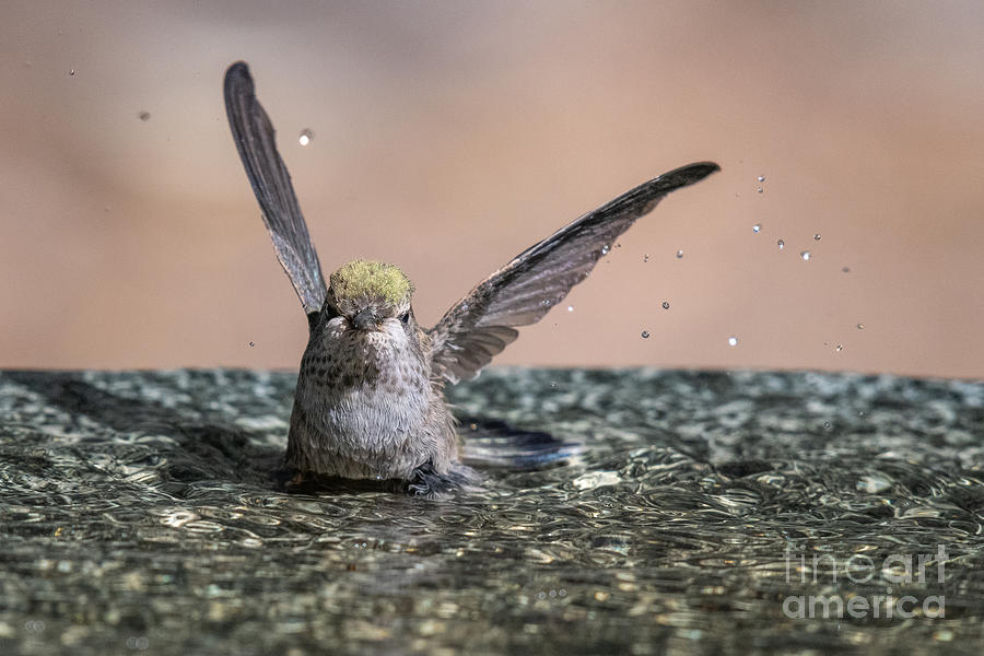 Splish Splash Photograph by Lisa Manifold - Fine Art America