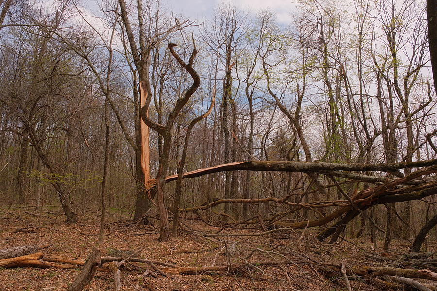 Split Tree Photograph by Lens Release - Fine Art America
