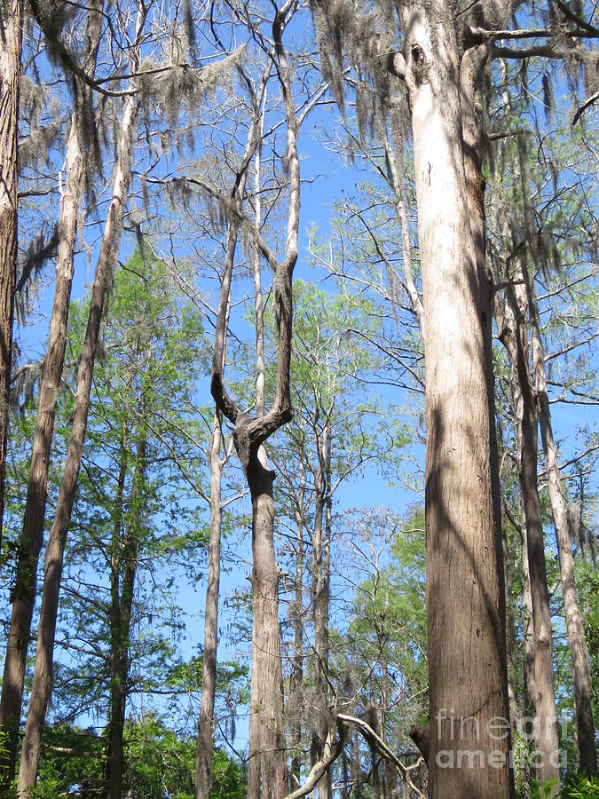 Split Tree Photograph by World Reflections By Sharon | Fine Art America