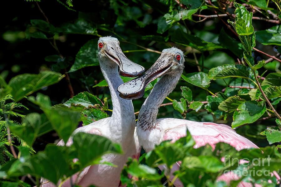 Spooning Around Photograph by Jennifer Jenson - Fine Art America