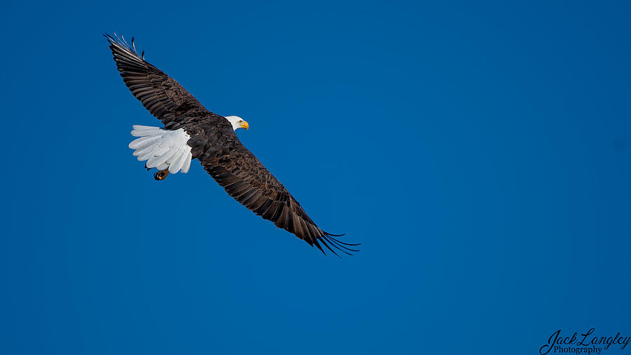 Spread Eagle Photograph by Jack Langley - Fine Art America