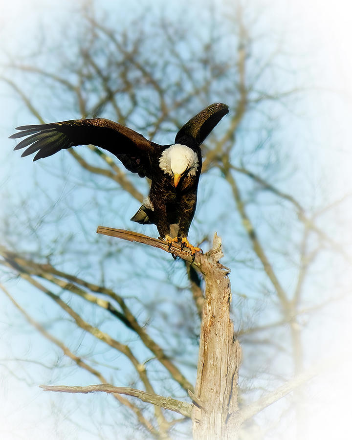 Spread Eagle Photograph by John Thorp - Fine Art America