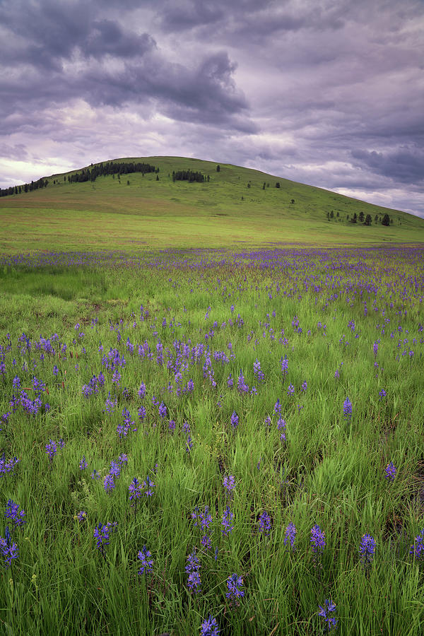 Spring bloom of purple camas on the Zumwalt Prairie as thunderstorms ...