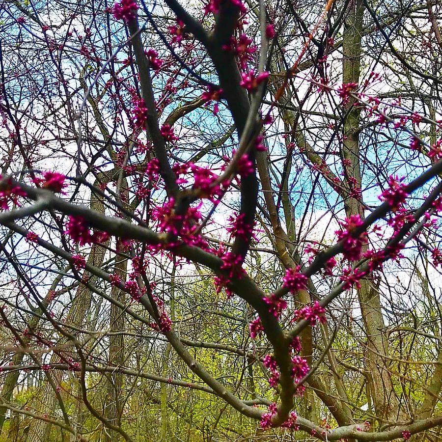 Spring Branches Photograph by Mary Jane Erard - Fine Art America