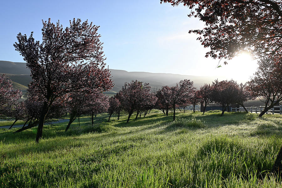 Spring Break Out Photograph by Etienne Warnery | Fine Art America