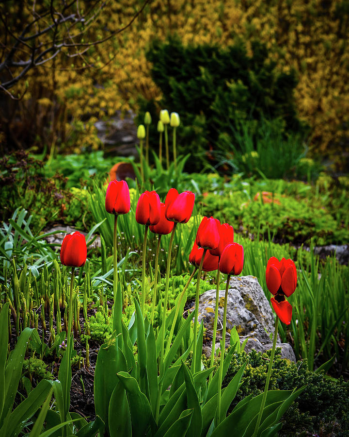 Spring Colours Photograph by Robert Ratcliffe - Fine Art America