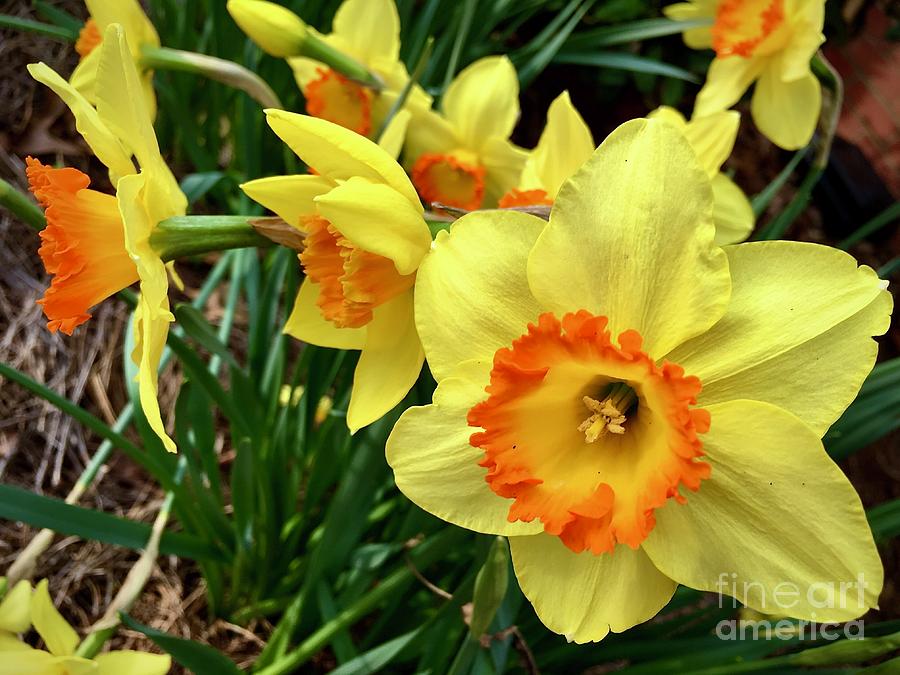 Spring Daffodils Photograph by Eunice Warfel - Fine Art America