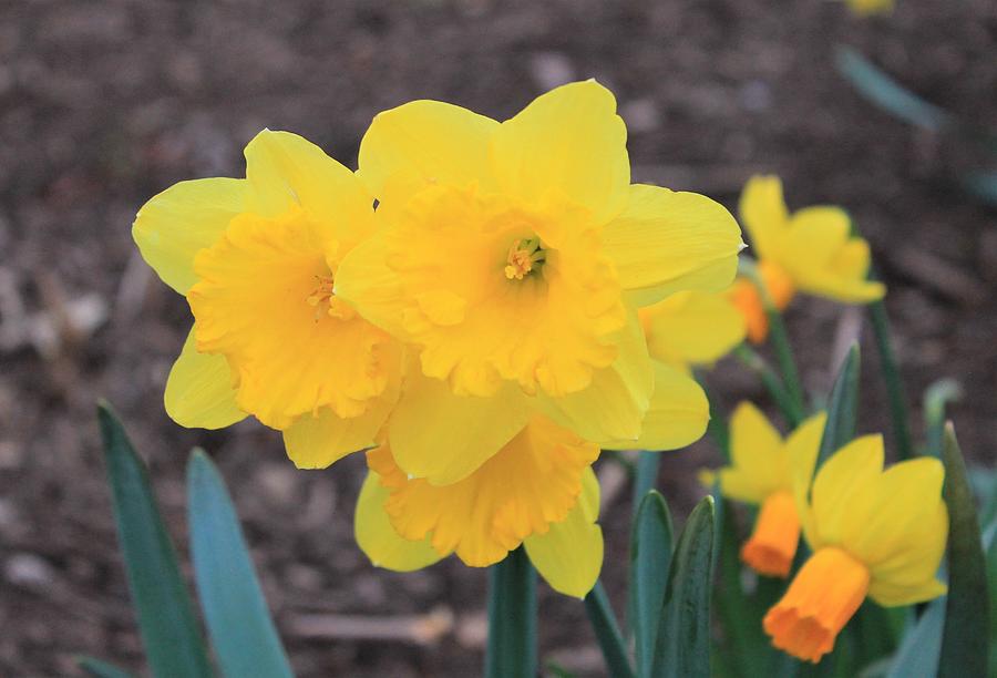 Spring Daffodils Photograph by Gregory A Mitchell Photography - Fine ...