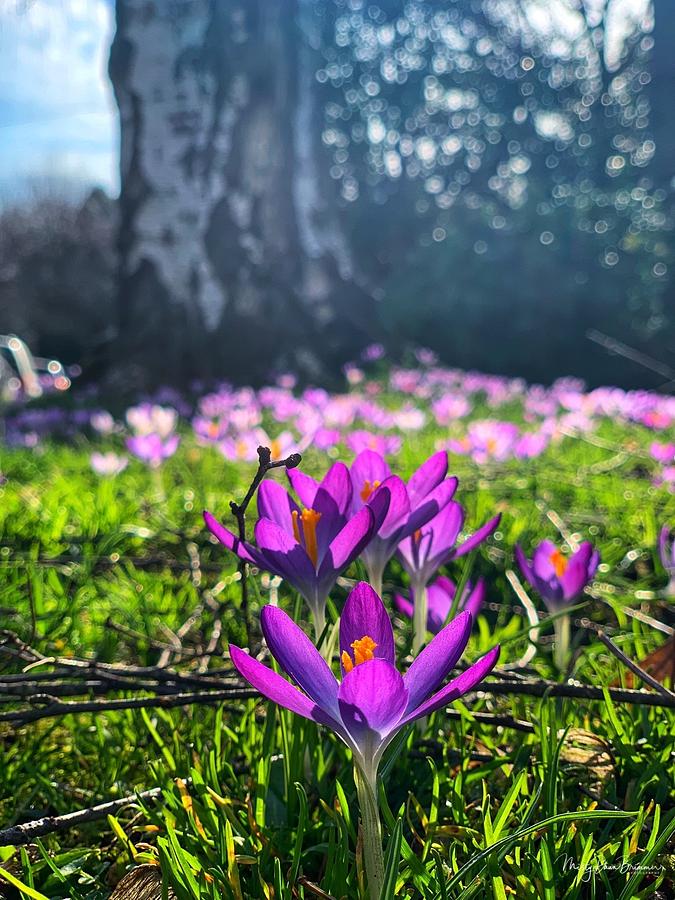 Spring flowers In Oregon Photograph by Misty Brimmer - Fine Art America