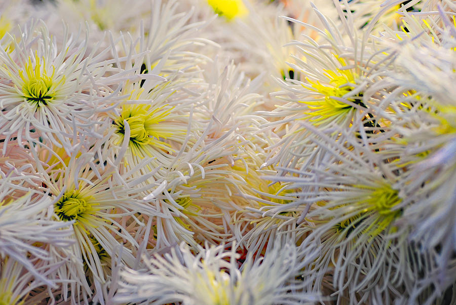 Spring Forth Pyrography by Don Wright - Fine Art America