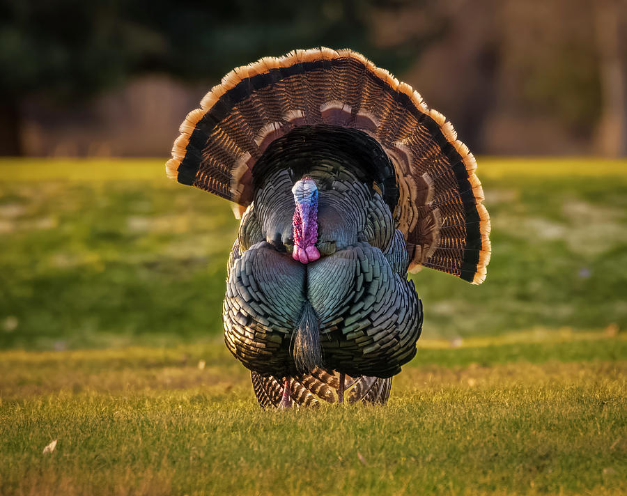 Spring Gobbler Photograph by Christopher Johnson - Fine Art America