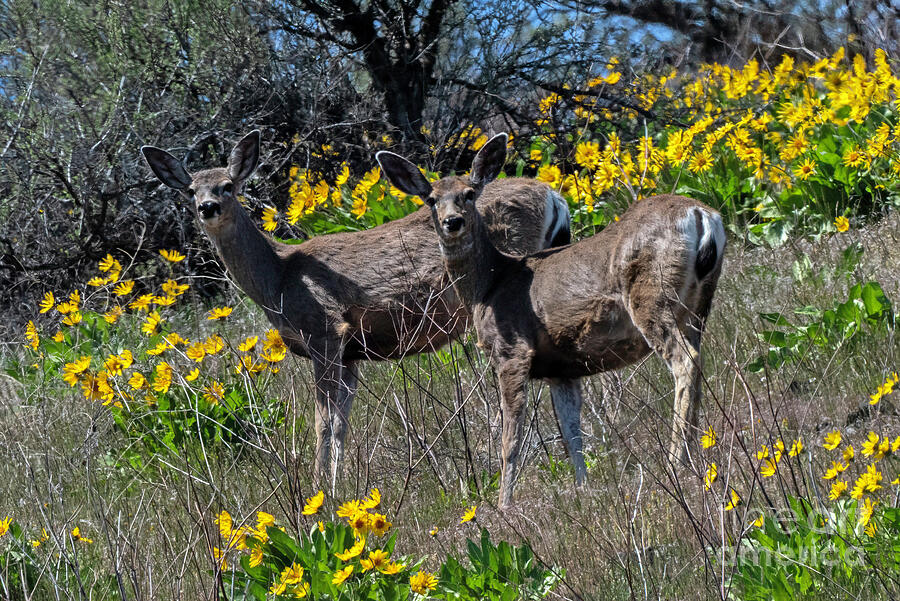 Spring Grazing Photograph by Michael Dawson - Fine Art America