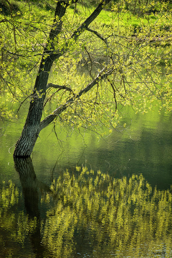 Spring Green Reflection 4 Photograph by Steve Gandy - Fine Art America
