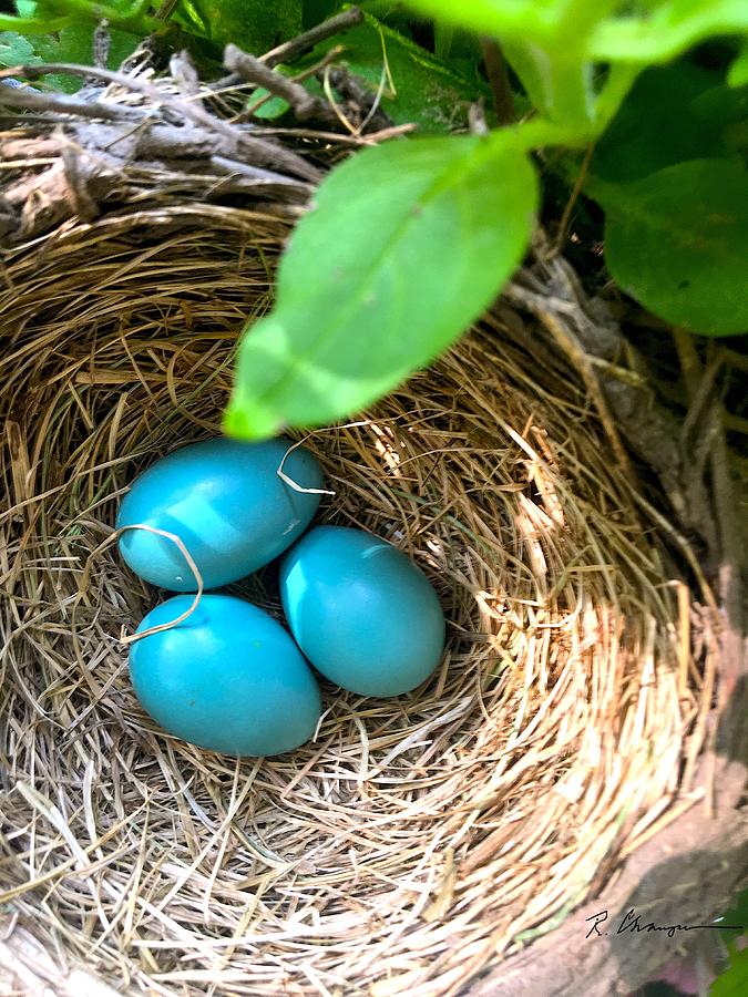 Spring Hatching Photograph by Ryan Champeau - Fine Art America