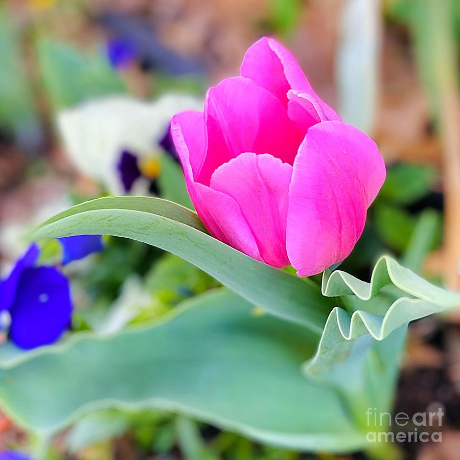 Spring Hug Photograph by Virginia Artho - Fine Art America