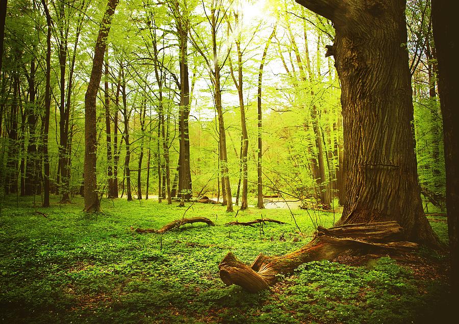 Spring in the Forest #3 Photograph by Slawek Aniol - Fine Art America