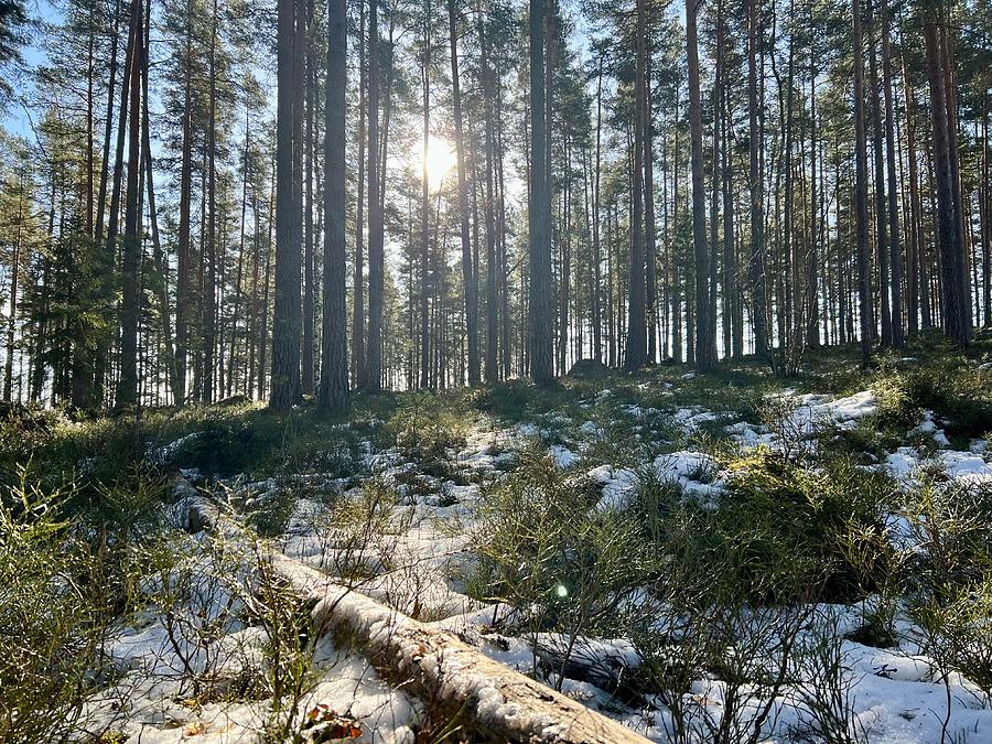 Spring in the forest Photograph by Maria Jansson - Fine Art America