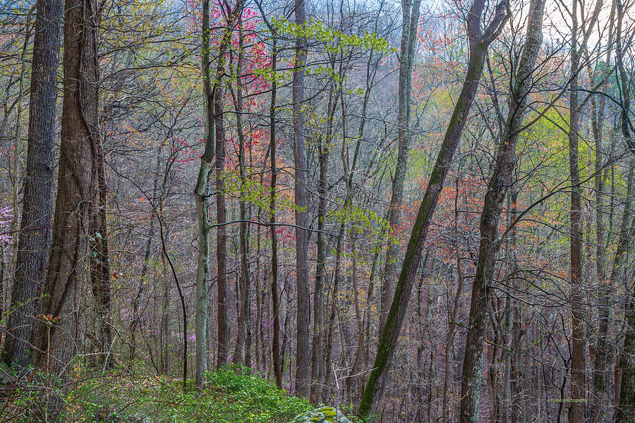 Spring In The Forest Photograph by Ron Jones | Fine Art America