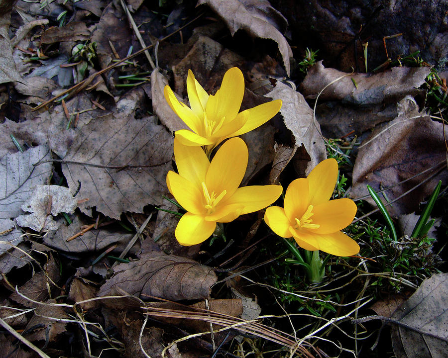 Spring In Wisconsin Photograph by Mark Buehl - Fine Art America