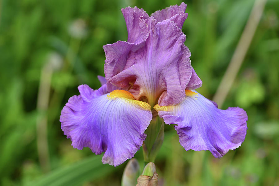 Spring Iris Photograph by Robert Tubesing - Fine Art America