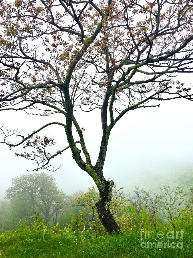 Spring Mist Photograph by AnnaJo Vahle - Fine Art America