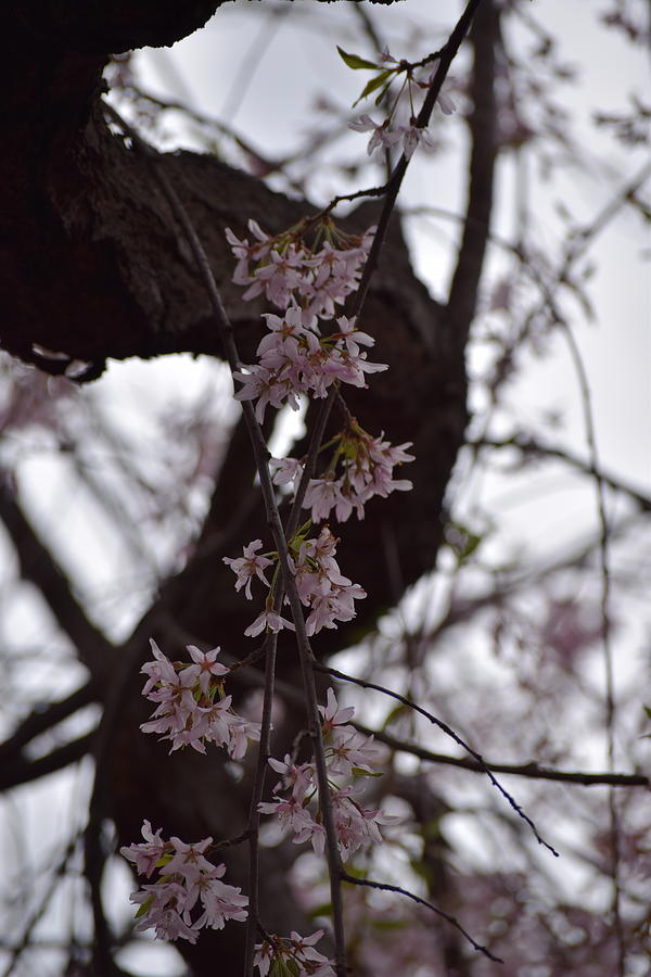Spring Morning 87 Photograph by Lkb Art And Photography - Fine Art America