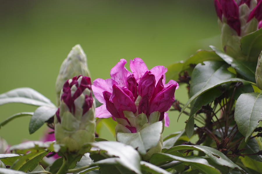 Spring opening Photograph by Stacey Smith - Fine Art America