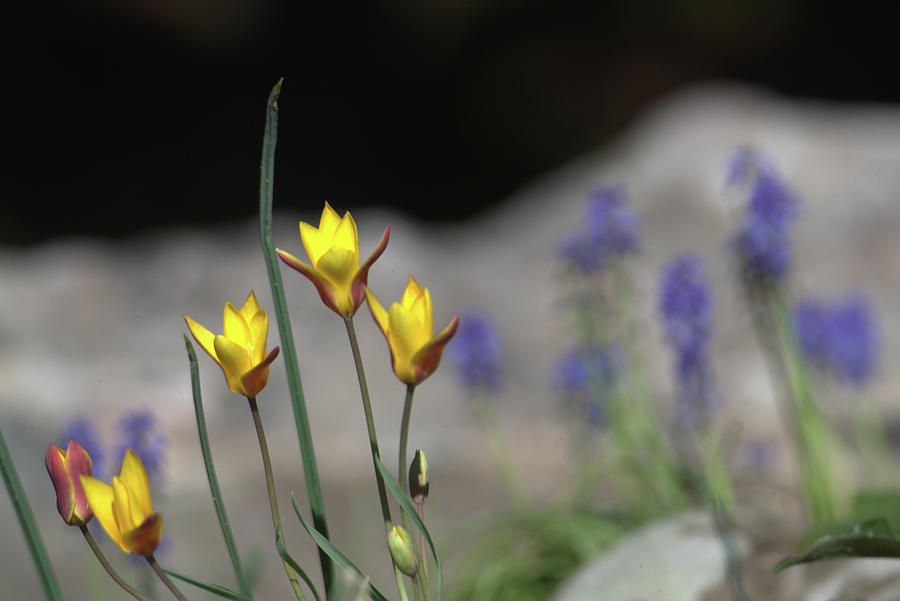 Spring showing up Photograph by Siyano Prach - Fine Art America