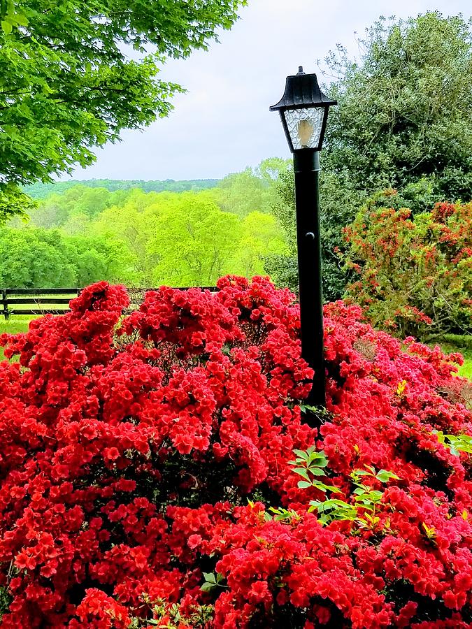 Spring Splendor Photograph by David Jacobs - Fine Art America