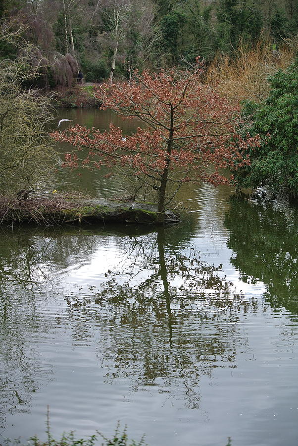 Spring Tree Reflection V Photograph by Lynne Iddon - Fine Art America