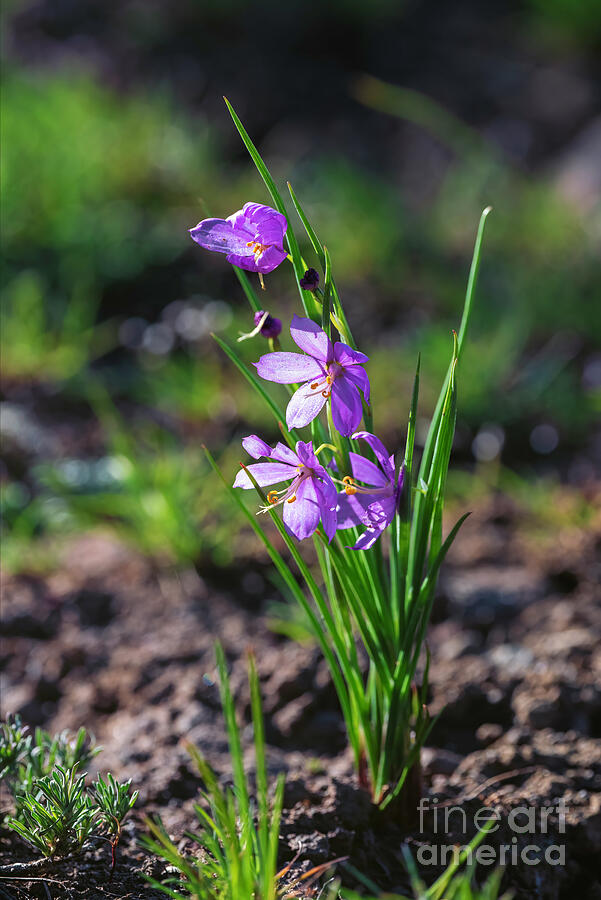Spring Widows Photograph by Michael Dawson - Fine Art America