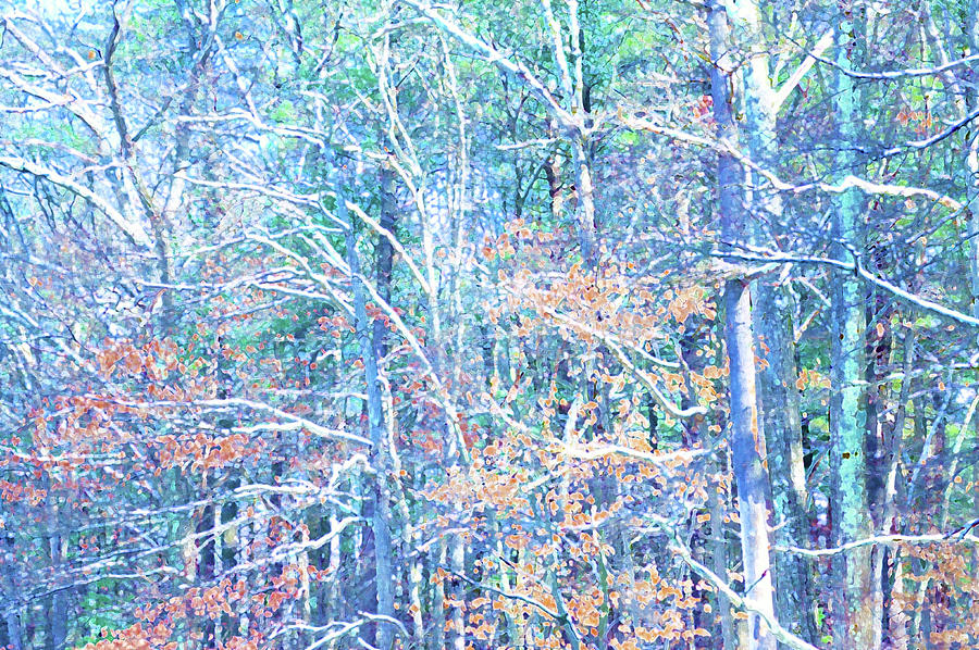 Spring Wood Photograph by Elaine E Ford - Fine Art America