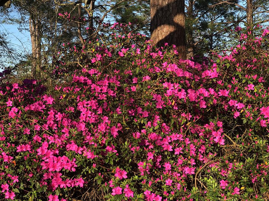 Springtime Painting by Ione Hedges - Fine Art America