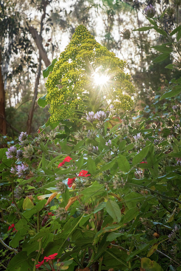 Springtime Lovers Photograph by Joan Escala Usarralde - Pixels Springtime Lovers Photograph by Joan Escala Usarralde - Pixels